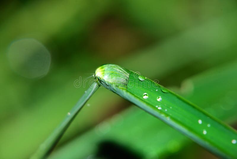Close up leave stock photo. Image of closeup, isolated - 7139844