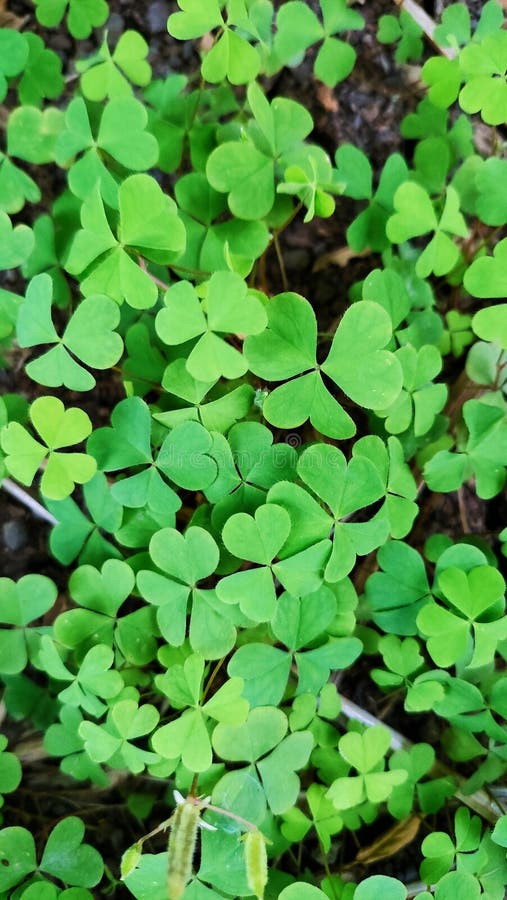 Close Up Leave on the Ground with the Green Color and Beautiful Close ...