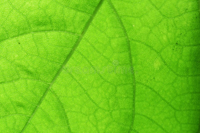 Close Up of the Leave Texture the Green Leave Stock Photo - Image of ...