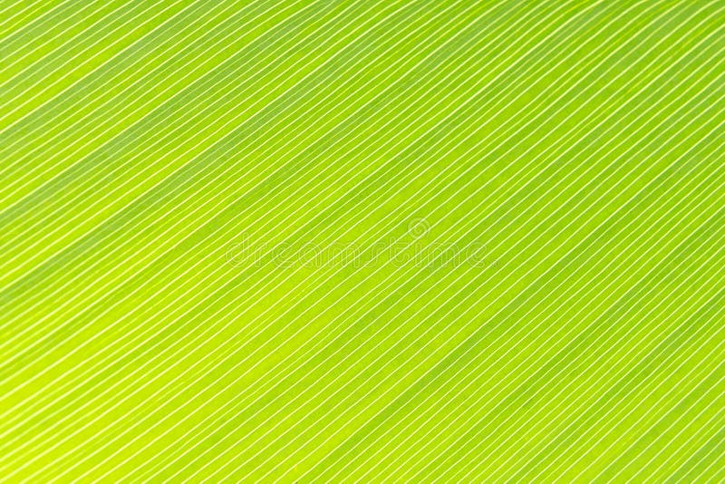 Close Up of the Leave Texture Stock Photo - Image of element ...