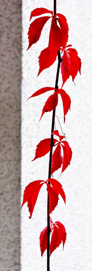 Red Fall leaves stock image. Image of decorative, autumn - 101701787