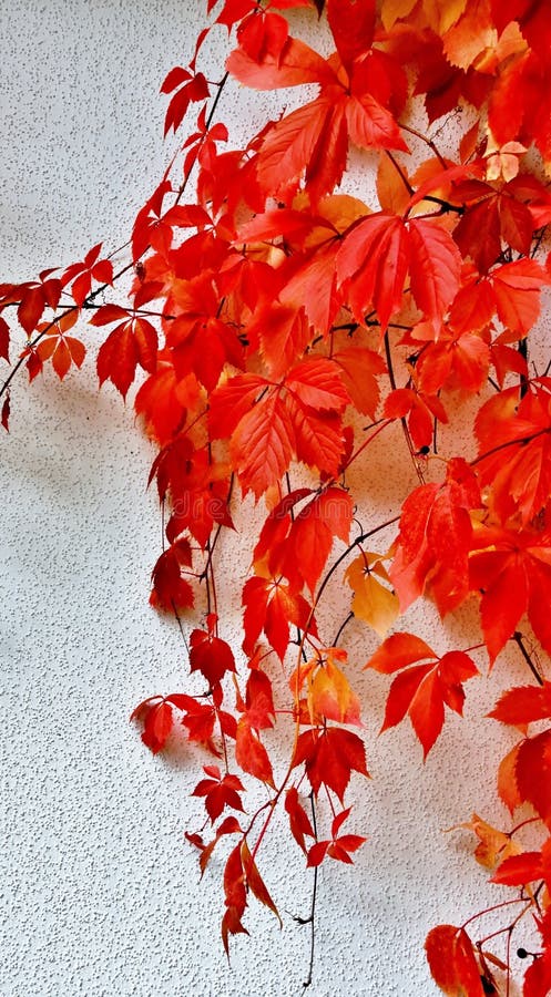 Red Fall leaves stock image. Image of beautiful, fall - 101702665