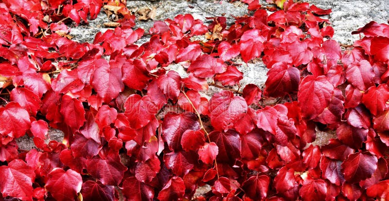 Red Fall leaves stock image. Image of sunlight, leaves - 101703411