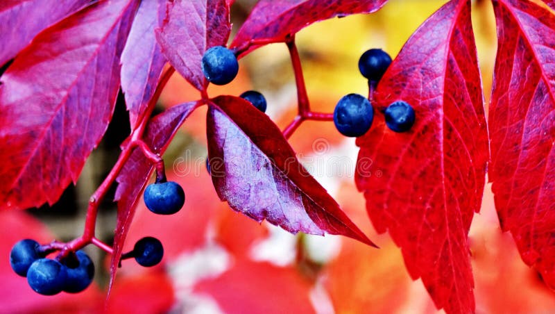 Red Fall leaves stock photo. Image of colored, fresh - 101704222