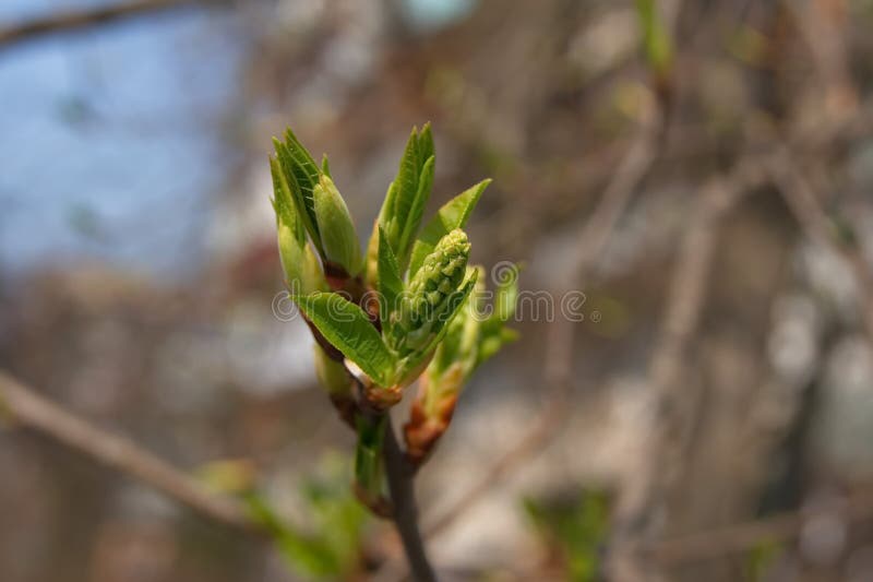 Close-up Leaves and Branches, Spring in the Dawn Stock Photo - Image of ...
