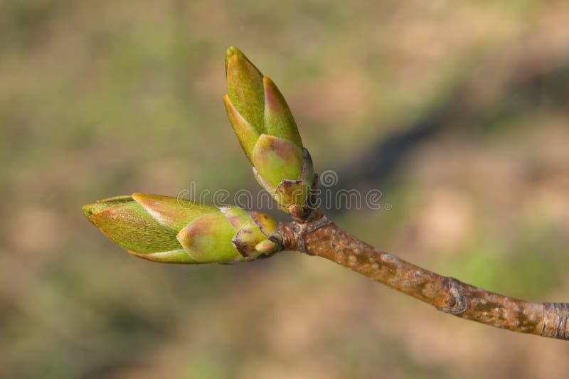 Close-up Leaves and Branches, Spring in the Dawn Stock Photo - Image of ...