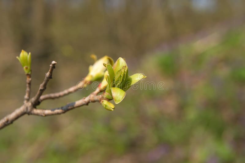 Close-up Leaves and Branches, Spring in the Dawn Stock Image - Image of ...