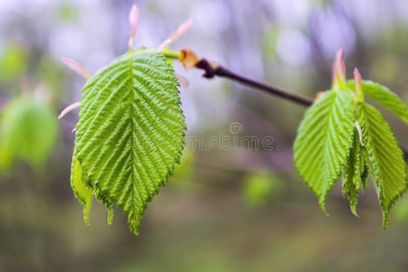 Close-up Leaves and Branches, Spring in the Dawn Stock Photo - Image of ...