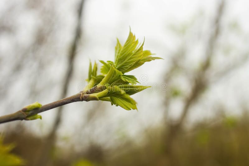 Close-up Leaves and Branches, Spring in the Dawn Stock Image - Image of ...