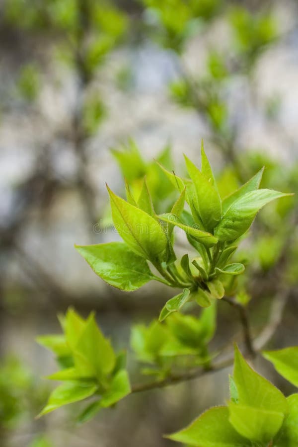 Close-up Leaves and Branches, Spring in the Dawn Stock Photo - Image of ...