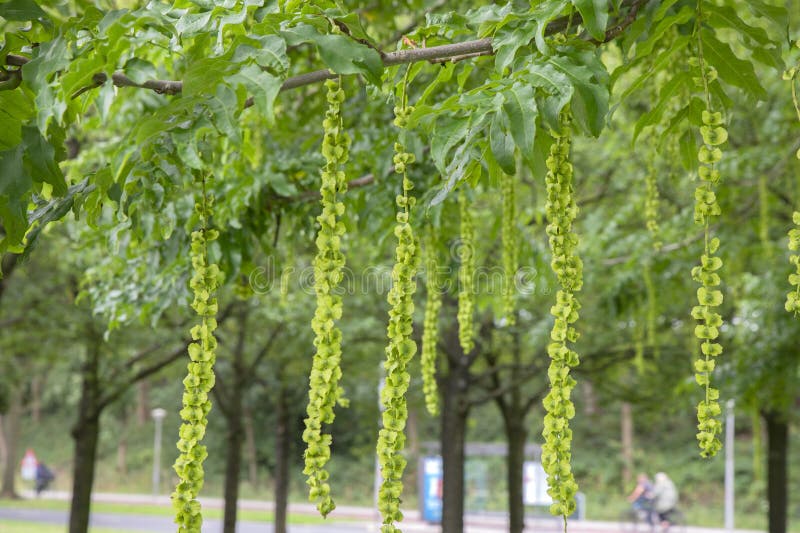 Close Up of Leaves from an Elm Tree at Amsterdam the Netherlands 29-7 ...