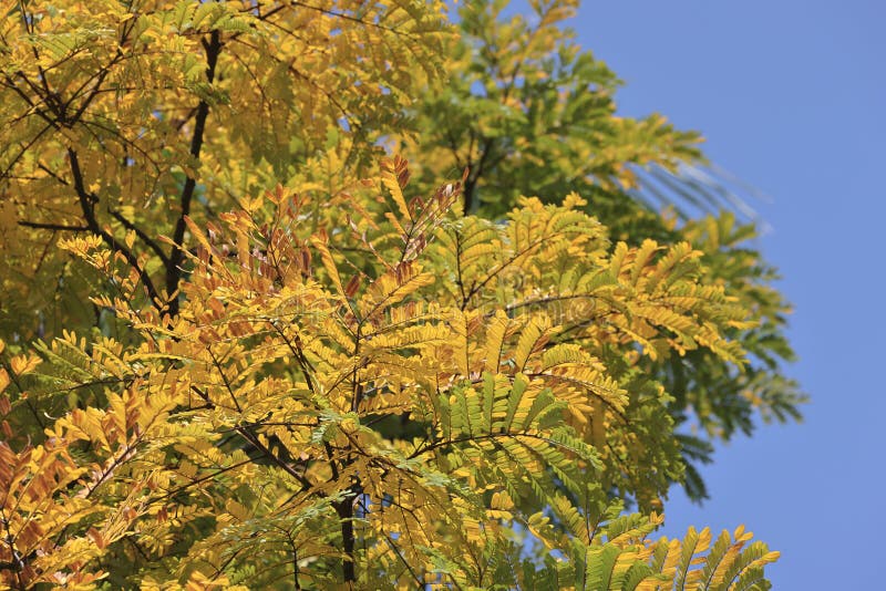 A Close Up of Leaves of the Flame Tree, Yellow Color Stock Photo ...