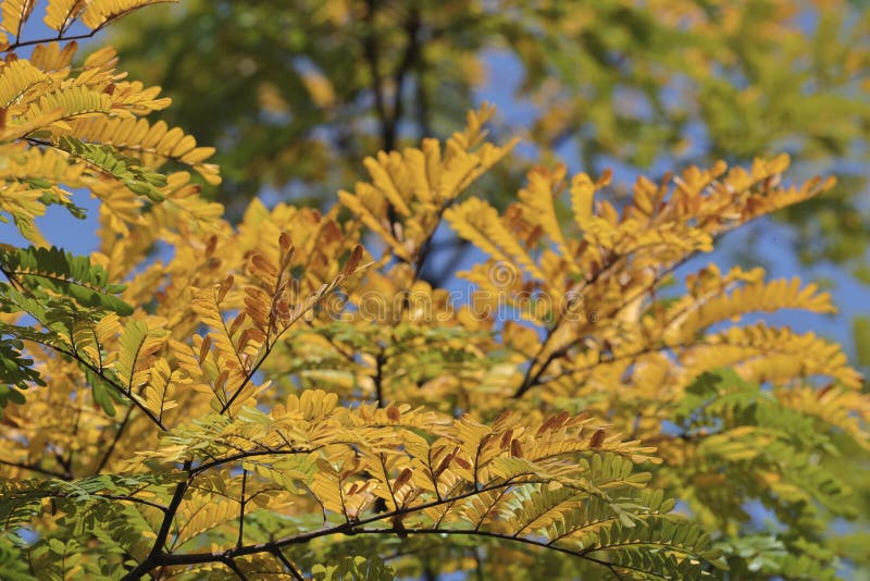 A Close Up of Leaves of the Flame Tree, Yellow Color Stock Photo ...
