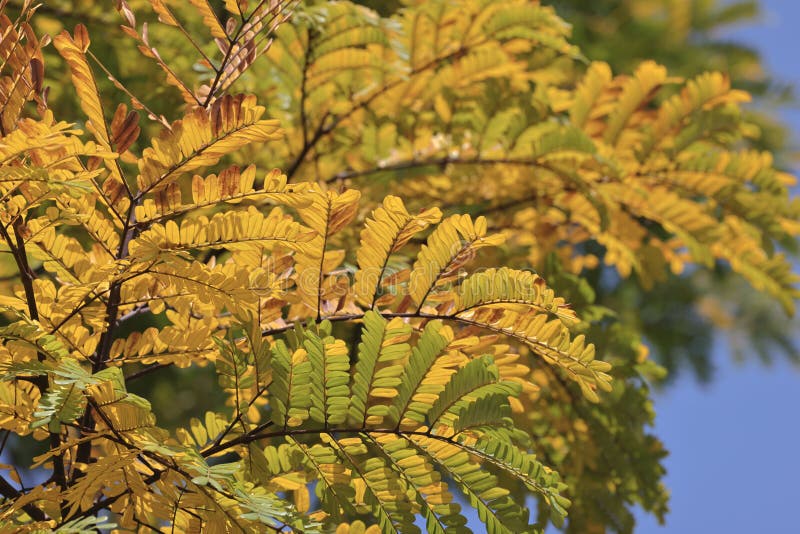 A Close Up of Leaves of the Flame Tree, Yellow Color Stock Image ...