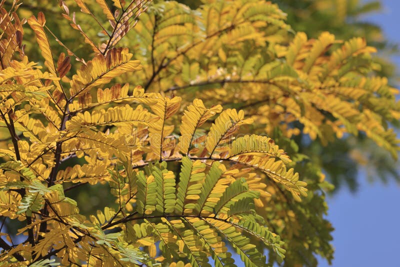 A Close Up of Leaves of the Flame Tree, Yellow Color Stock Photo ...