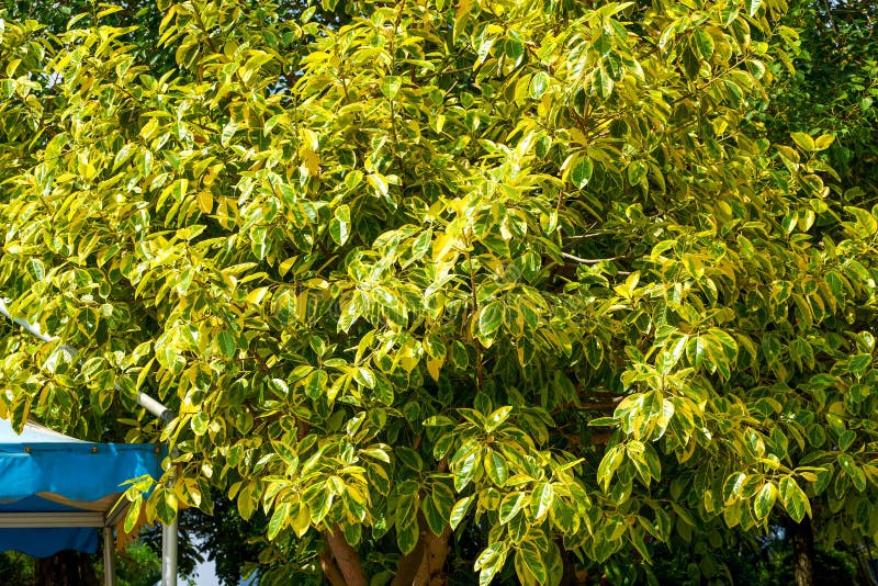 Close-up of Leaves of Hardwood Trees in the Park Stock Image - Image of ...