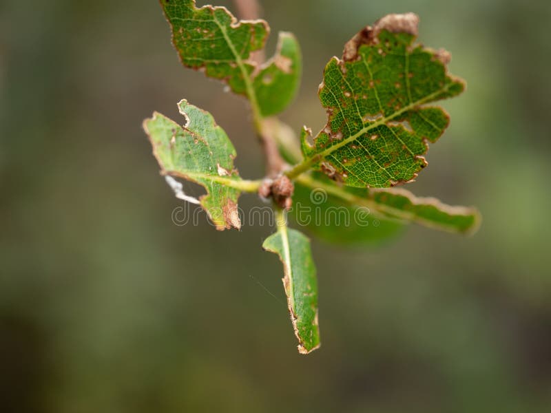 Insect Damage on a Bean Plant Leaf, Where Holes Have Been Eaten Stock ...