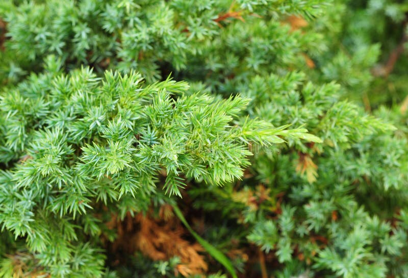 Close Up on Leaves of Juniperus Communis - Common Juniper for Landscape ...