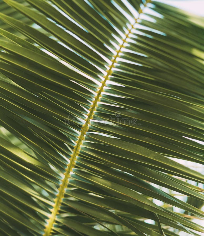 Close-up of Leaves of Palm Tree Branch Against the Sky Stock Photo ...