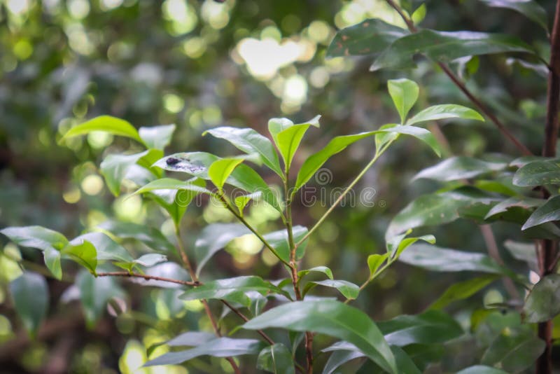 Close Up Leaves Plant in the Forest Stock Image - Image of green ...