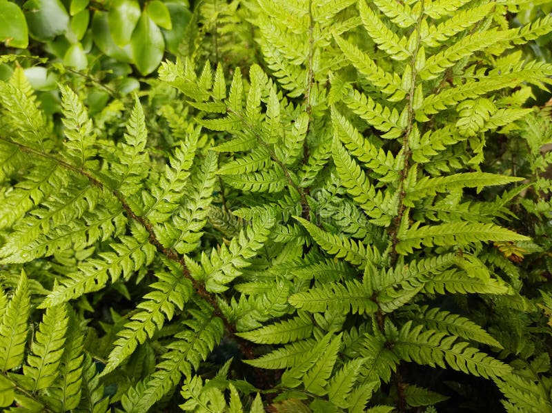 Polystichum Rigens Stock Photos - Free & Royalty-Free Stock Photos from ...