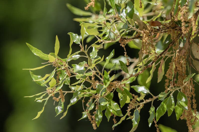 Close Up Leaves Quercus Ilex Tree Stock Image - Image of branches ...
