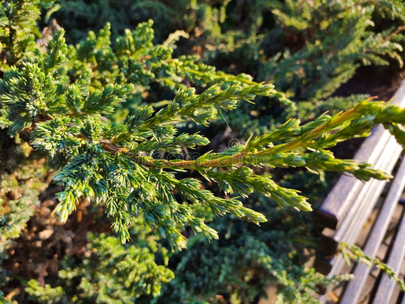 Close-up on the Leaves of Scaly Juniper for Landscape Design. Stock ...