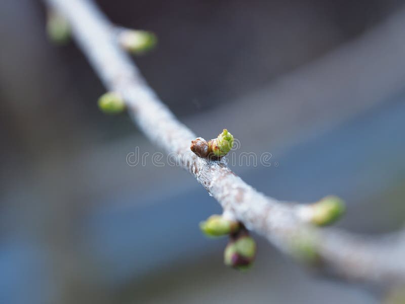 Close-up of Leaves Sprouting on a Tree Branch from Buds. Selective ...