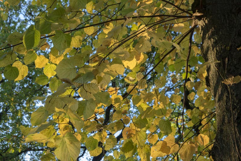 Close Up of Leaves in a Tree Stock Photo - Image of foliage, yellow ...