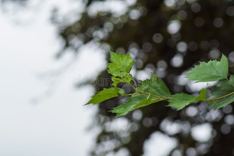 Close Up of a Leaves on a Tree Branch Stock Photo - Image of ...