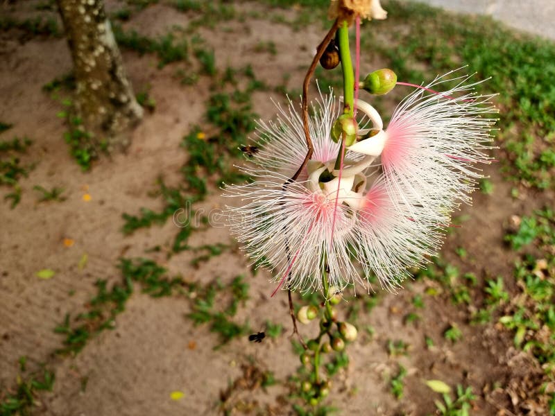 Close-up of the Lecythidaceae Flower Stock Photo - Image of pattern ...
