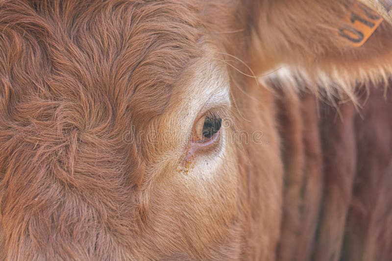 Close-up of the Left Eye of an Ox Stock Image - Image of beast, antique ...