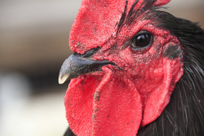 Close Up Left Profile of Rooster Stock Photo - Image of bird, feathers ...