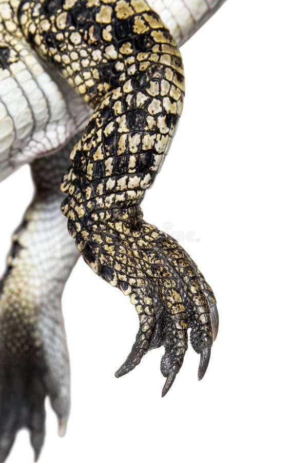 Close-up on the Leg, Fingers and Claws of a Philippine Crocodile ...