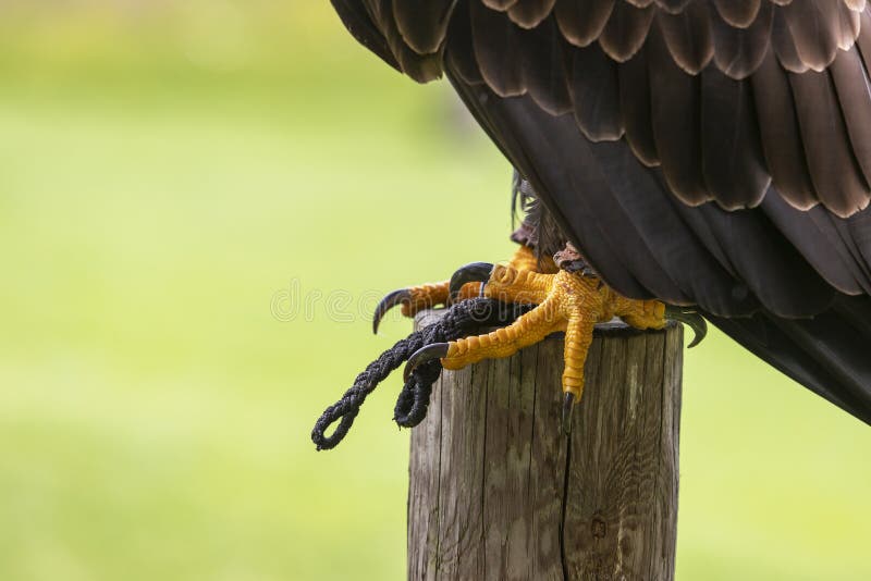 Golden Eagle Legs Close Up Stock Photos - Free & Royalty-Free Stock ...