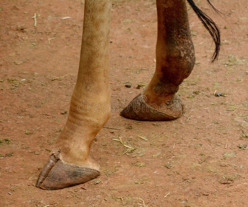 220 Giraffe Feet Stock Photos - Free & Royalty-Free Stock Photos from ...