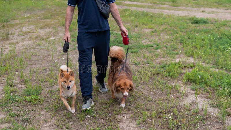 Close-up of Legs of a Man and Two Dogs Outdoors. Stock Photo - Image of ...