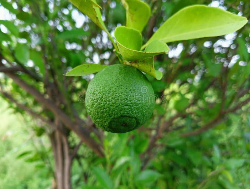 Close up of a lemon stock photo. Image of organic, close - 250135210