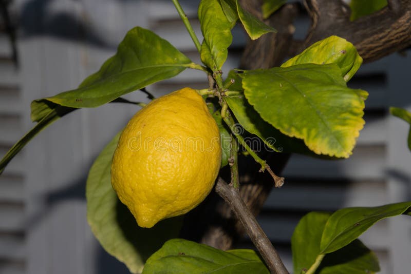 Close Up of a Lemon Hanging on a Branch of a Lemon Tree Stock Photo ...