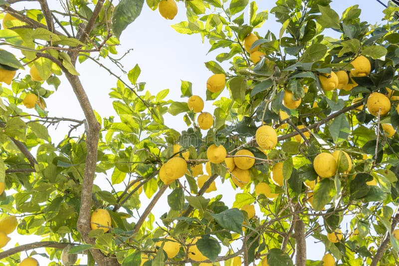 Close-up of Lemon Tree Branches, Citrus Limon, Full of Lemons on a ...