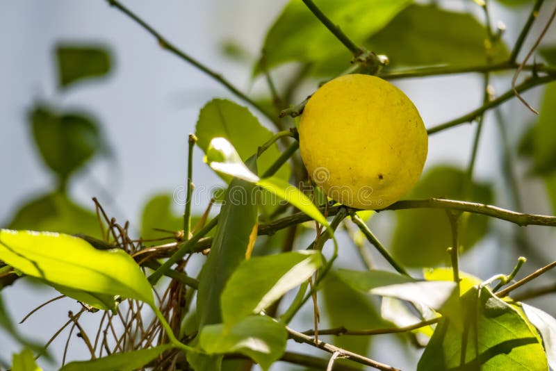 Lemon Tree and Fruits in Nature Stock Image - Image of beautiful ...