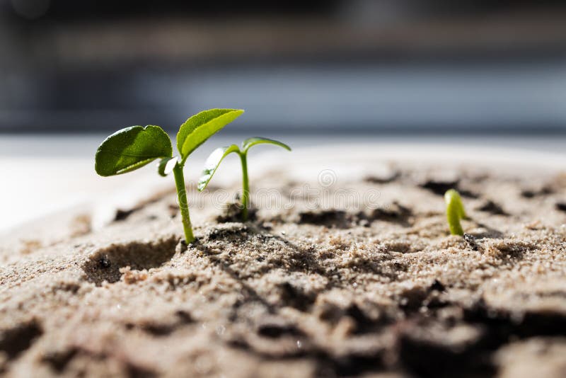 Close-up of Lemon Tree Seedlings in Small Tray, Shot at Shallow Depth ...