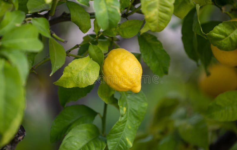 Close Up of Lemons Hanging from a Tree in a Lemon Grove Stock Image ...