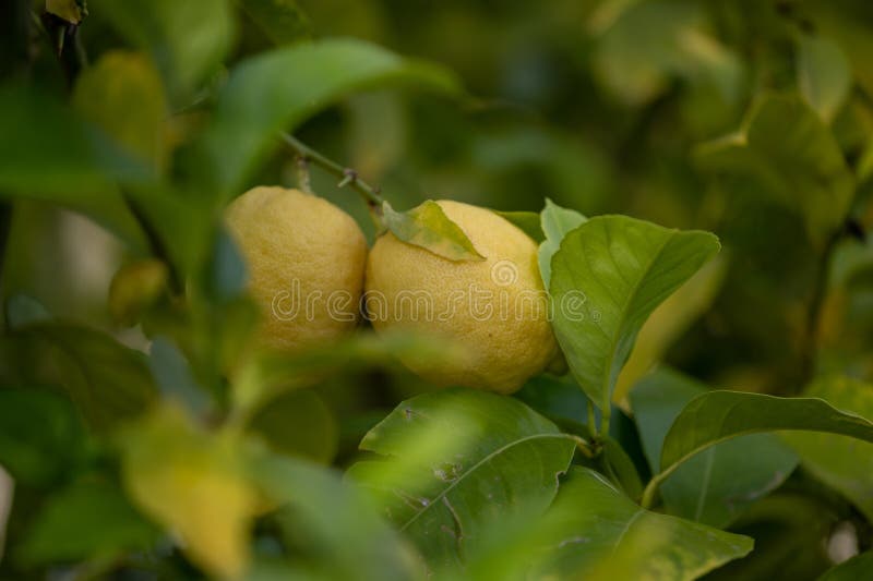 Close Up of Lemons Hanging from a Tree in a Lemon Grove Stock Image ...