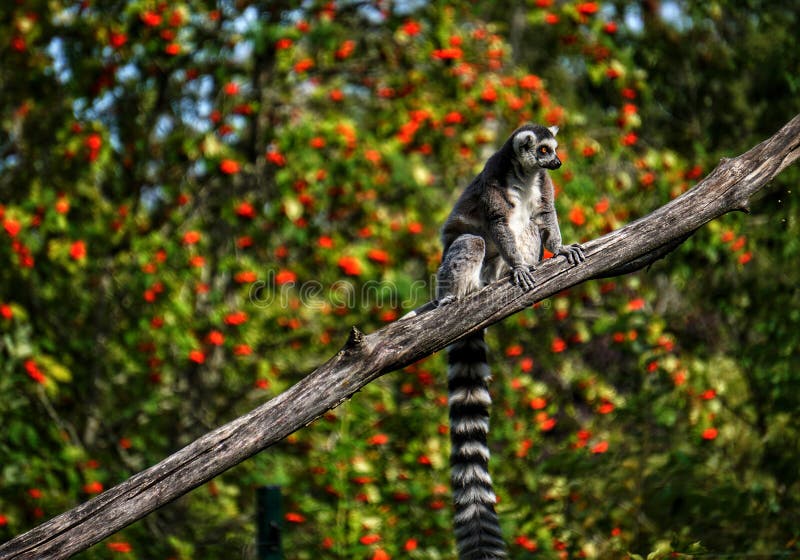 Close-up of Lemur Sitting on Tree Stock Image - Image of autumn, branch ...