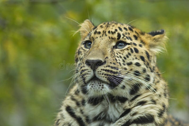 Close-up of a leopard 1 stock image. Image of panthera - 21543275