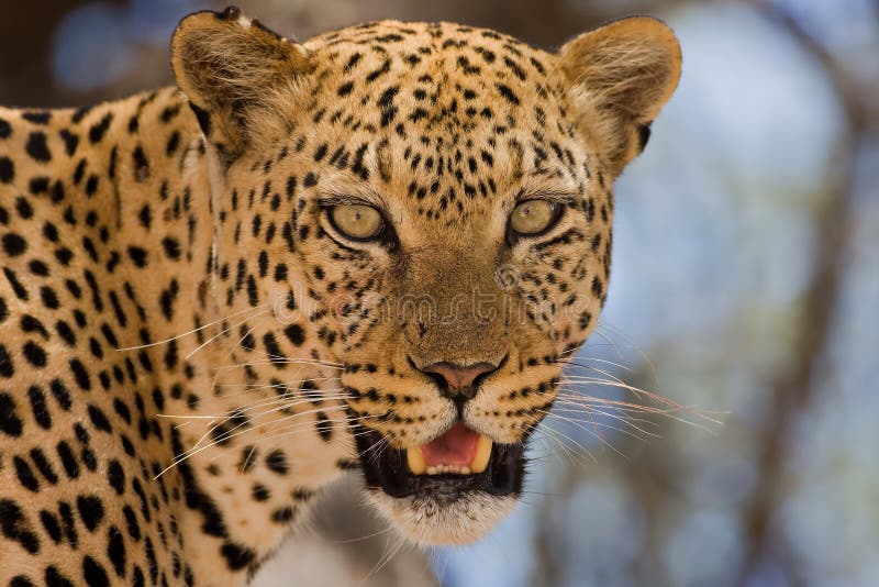 Close-up of leopard stock image. Image of eyes, hunter - 8095221