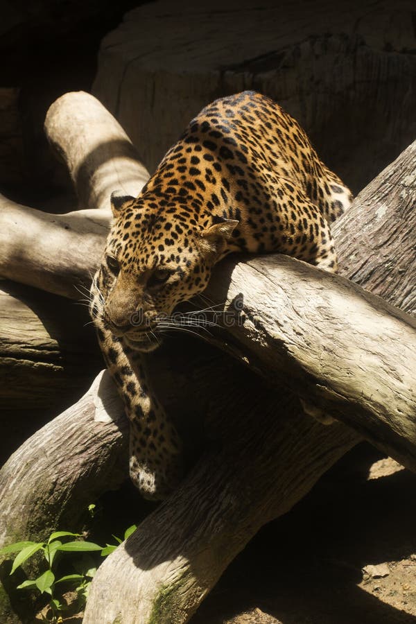 Close up Leopard stock image. Image of close, park, wildlife - 42772555