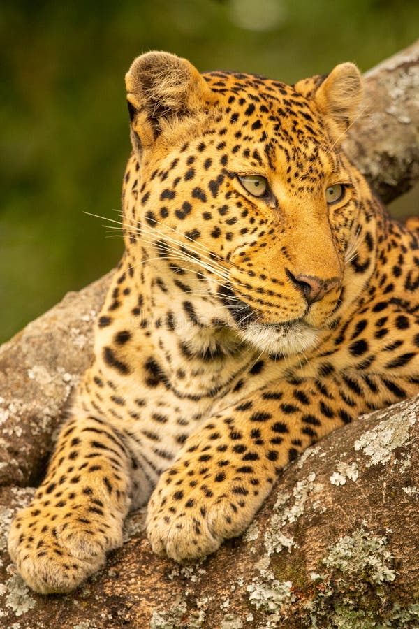 Leopard Head Turning Photos - Free & Royalty-Free Stock Photos from ...