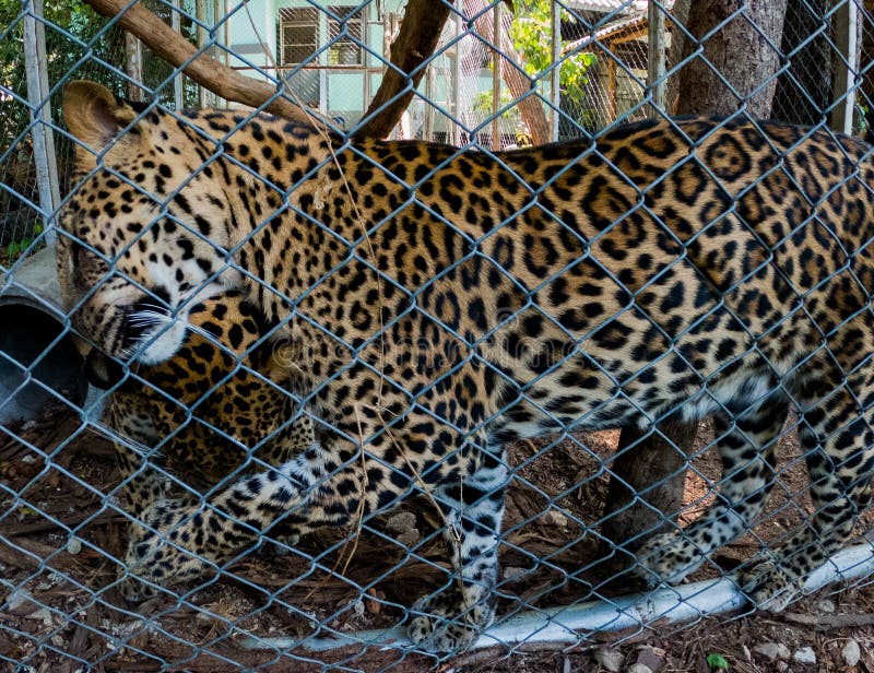 Close up leopard in cage stock image. Image of cage - 182208261